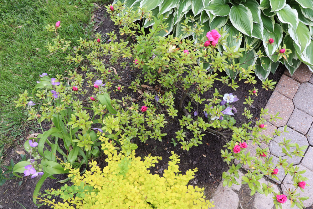 Rhododendron 'Rosebud' (Gable Hybrid) | Rosebud Azalea