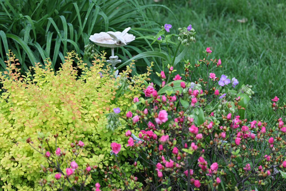 Rhododendron 'Rosebud' (Gable Hybrid) | Rosebud Azalea