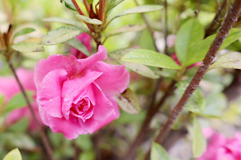 Rhododendron 'Rosebud' (Gable Hybrid) | Rosebud Azalea