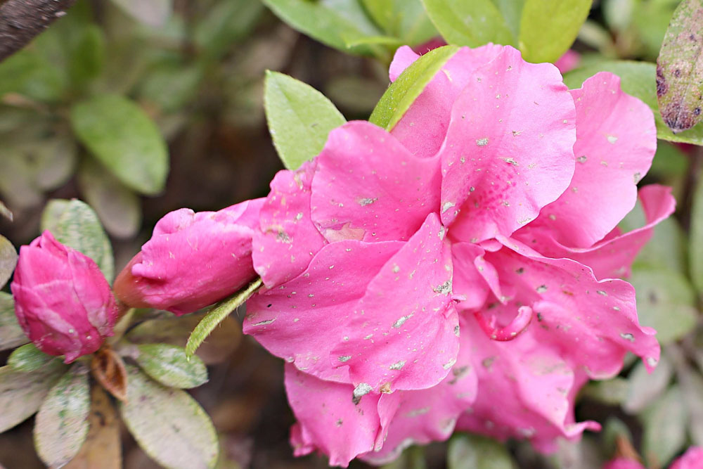 Rhododendron 'Rosebud' (Gable Hybrid) | Rosebud Azalea