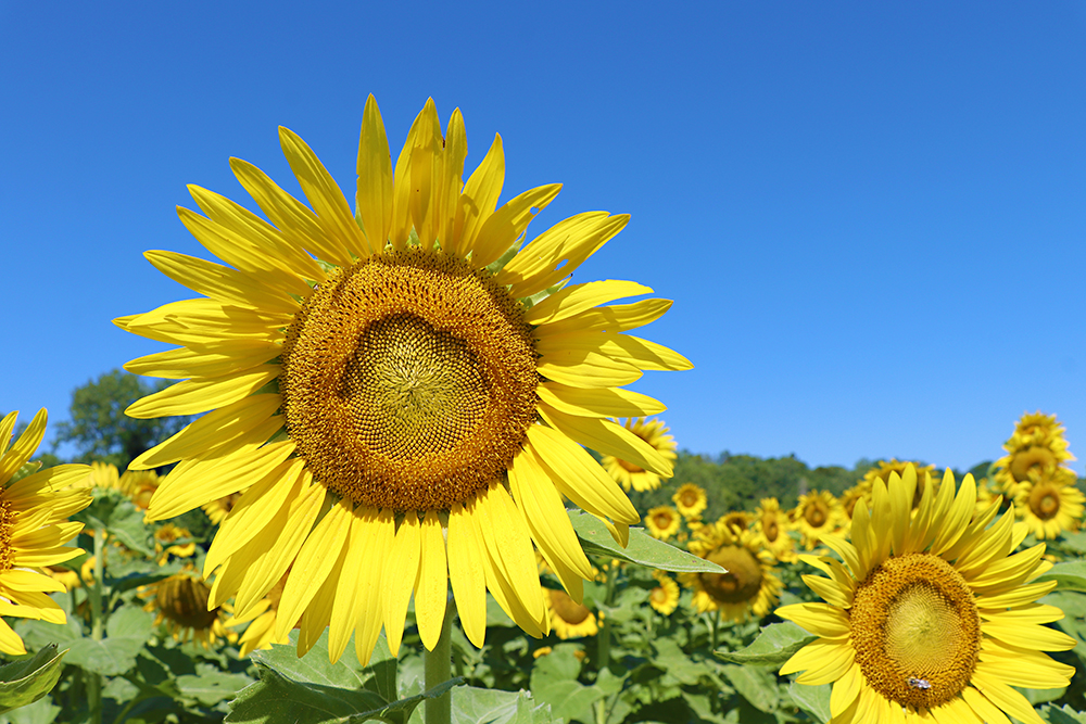 Columbia Bottom Conservation Area