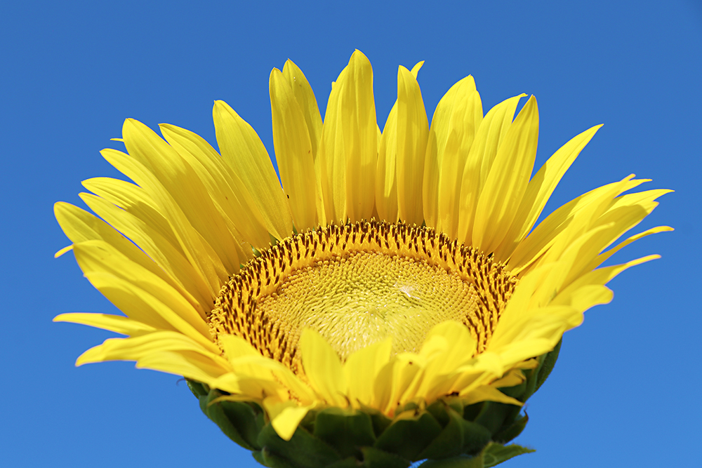 Columbia Bottom Conservation Area