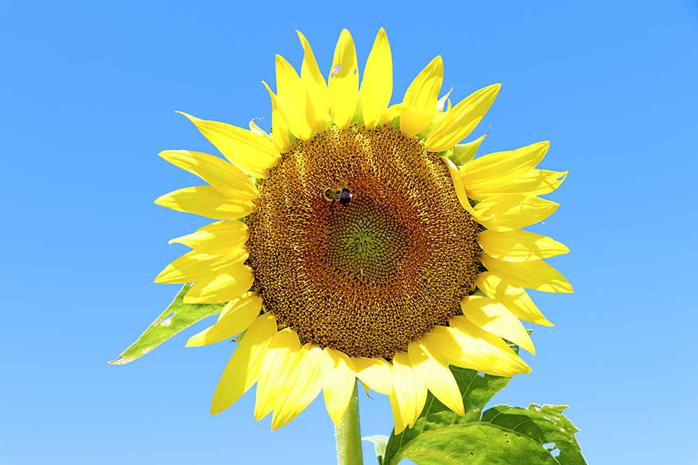 Columbia Bottom Conservation Area