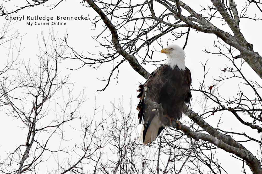 Mingo National Wildlife Refuge
