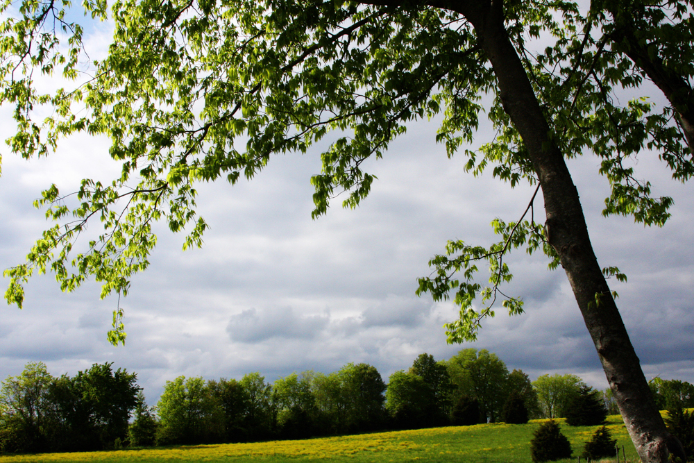 Steele Crest Winery and Brewery