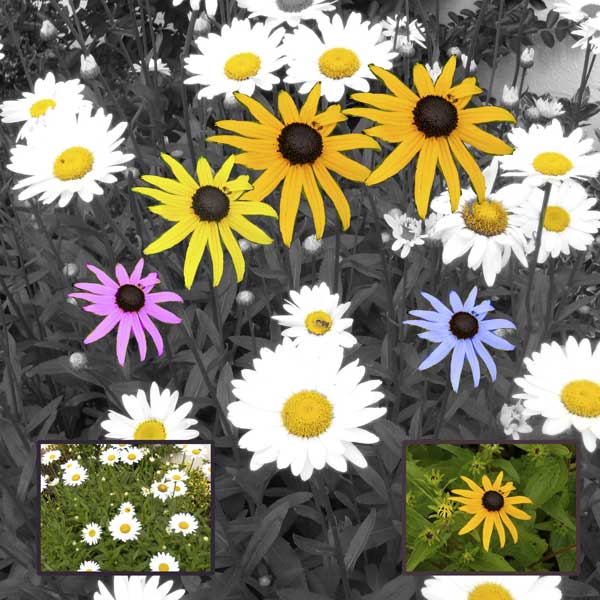 Color Isolation Digital Scrapbooking Tutorial